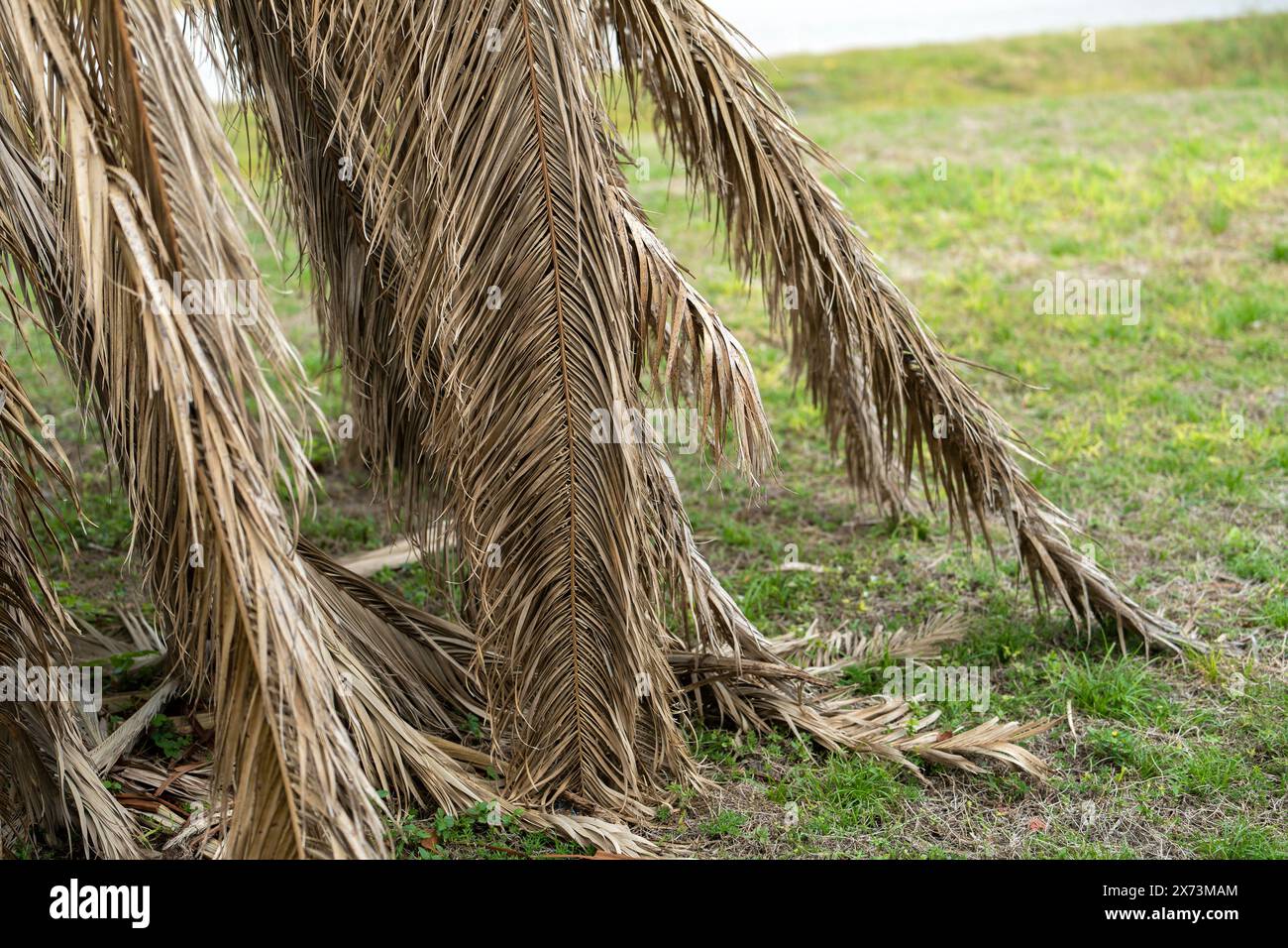 Dry dead palm tree on Florida home backyard Stock Photo - Alamy