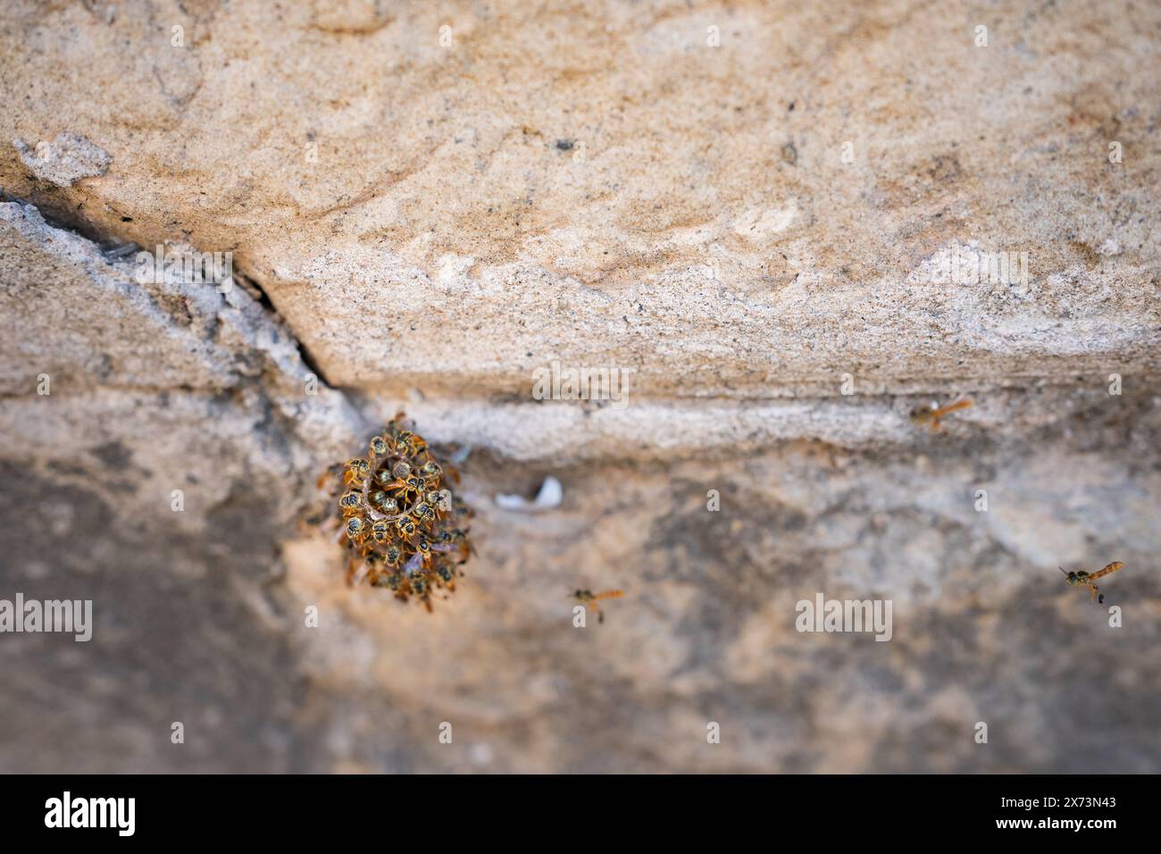Wasps protecting nest on the stone wall Stock Photo - Alamy