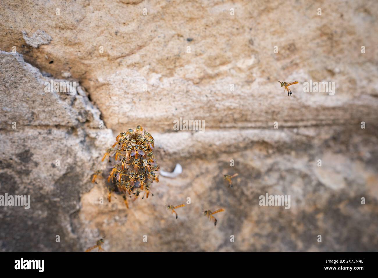 Wasps protecting nest on the stone wall Stock Photo - Alamy