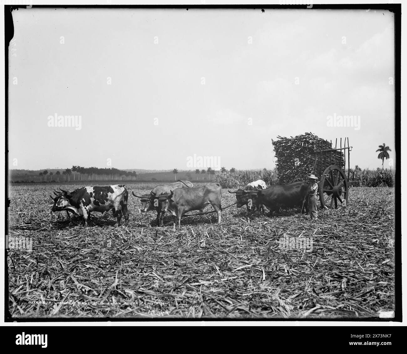 Plantation transportation Black and White Stock Photos & Images - Alamy