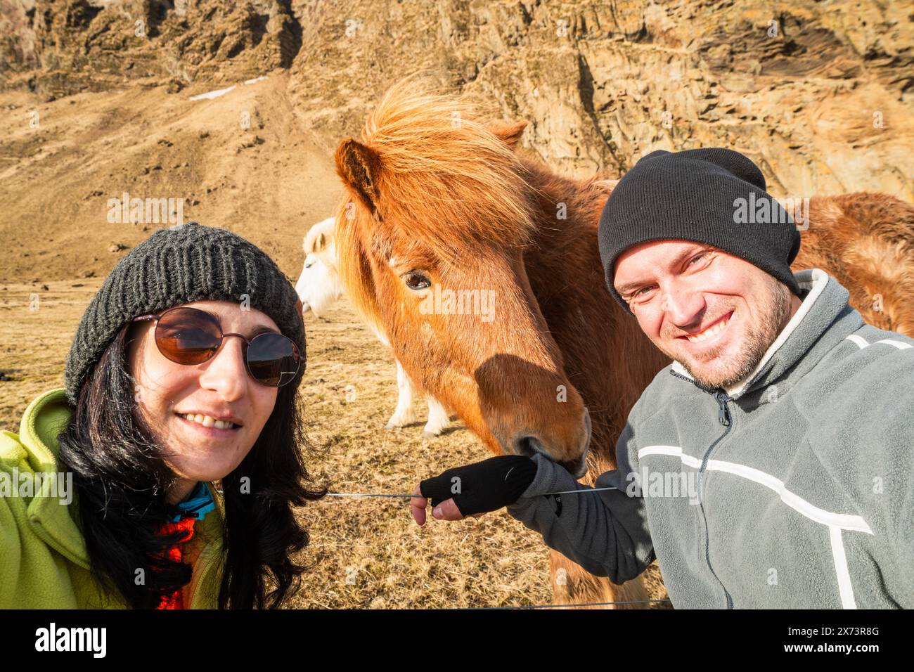 Happy couple taking selfie with horse in Icelandic countryside ...