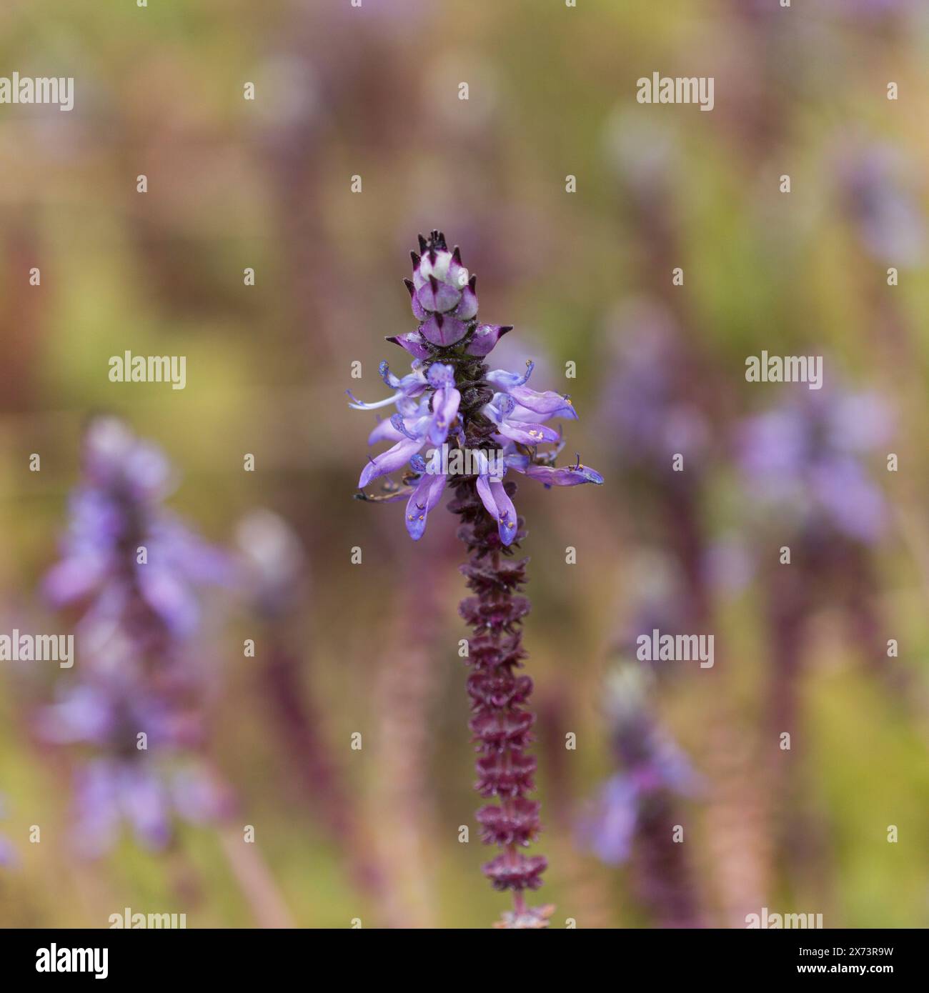 Blue flowers of Coleus comosus, scaredy cat plant, natural macro floral ...