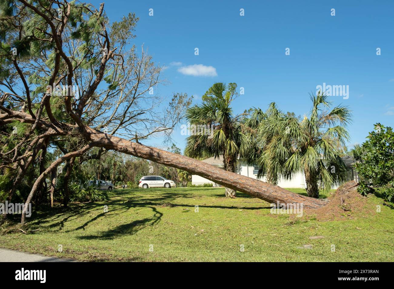 Fallen down tree after hurricane in Florida. Consequences of natural ...
