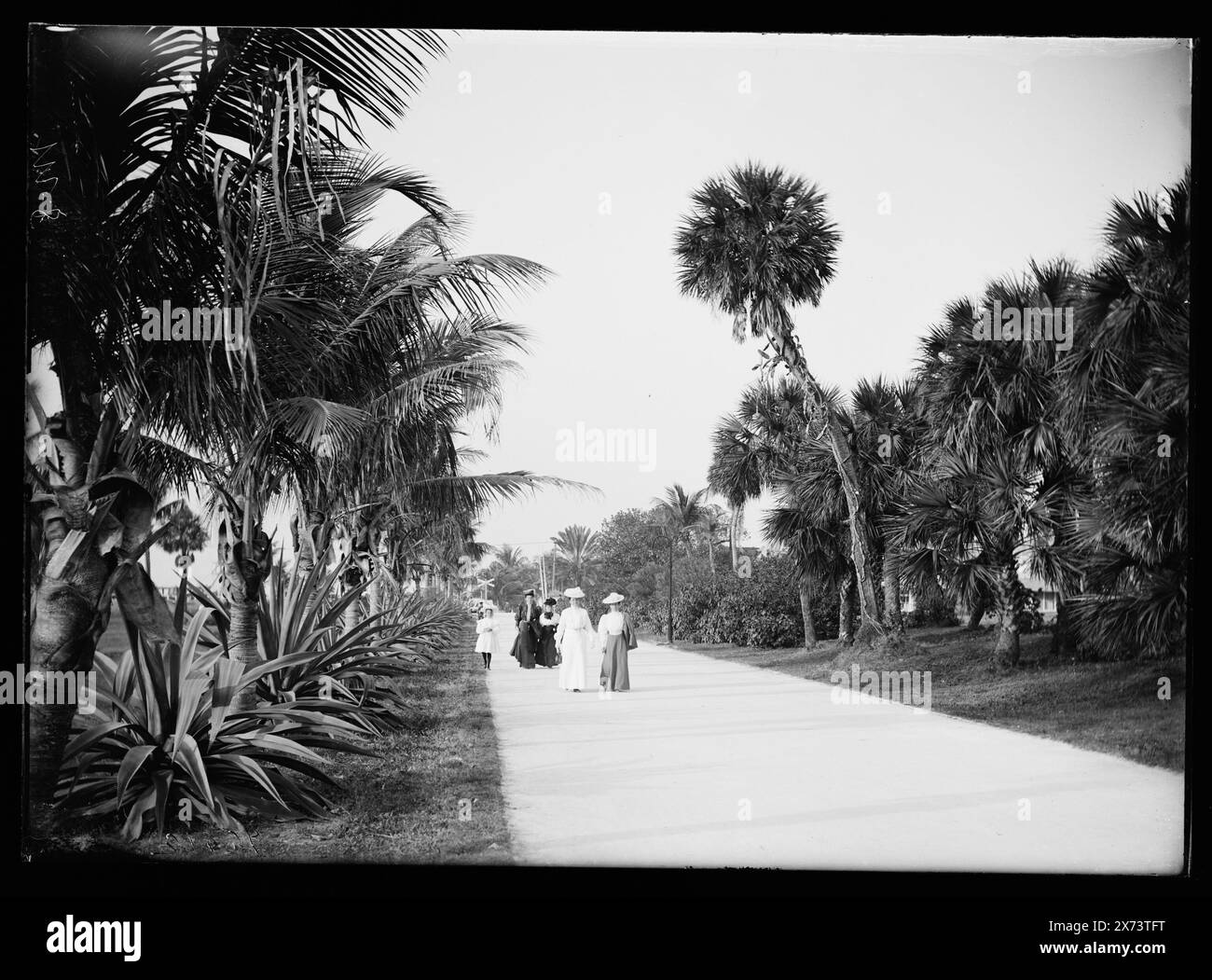 United states florida palm bea hi-res stock photography and images - Alamy