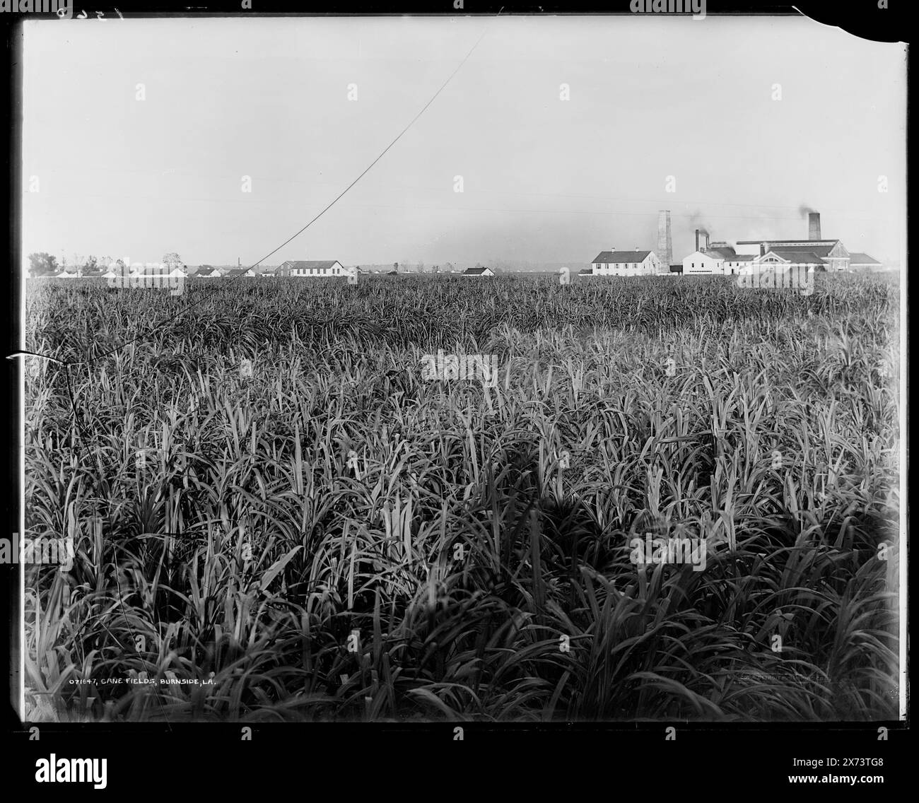 Sugar cane fields sugar cane Black and White Stock Photos & Images - Alamy