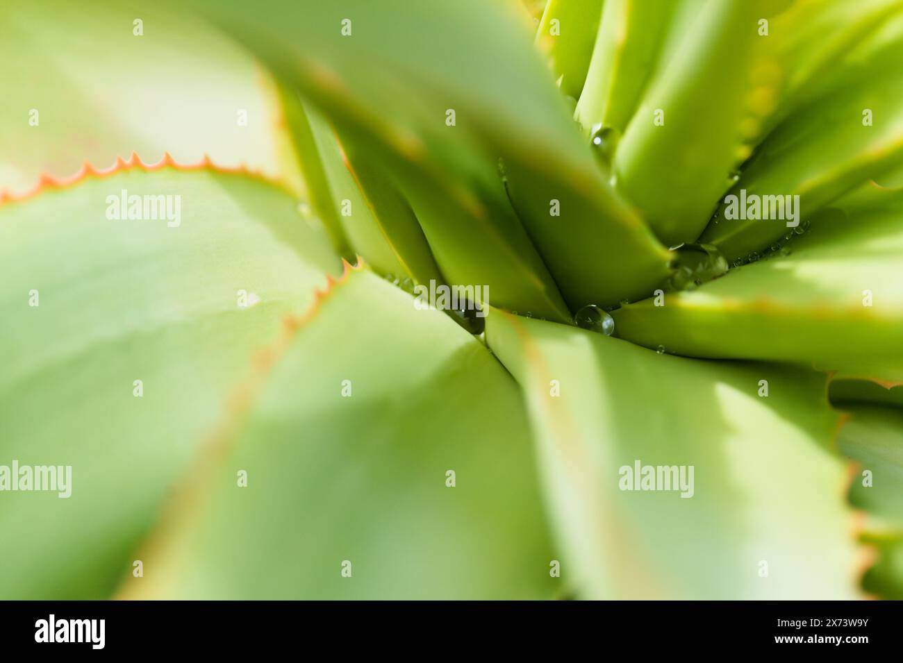 Aloe speciosa aka tilt-head aloe succulent leaves with red edges ...