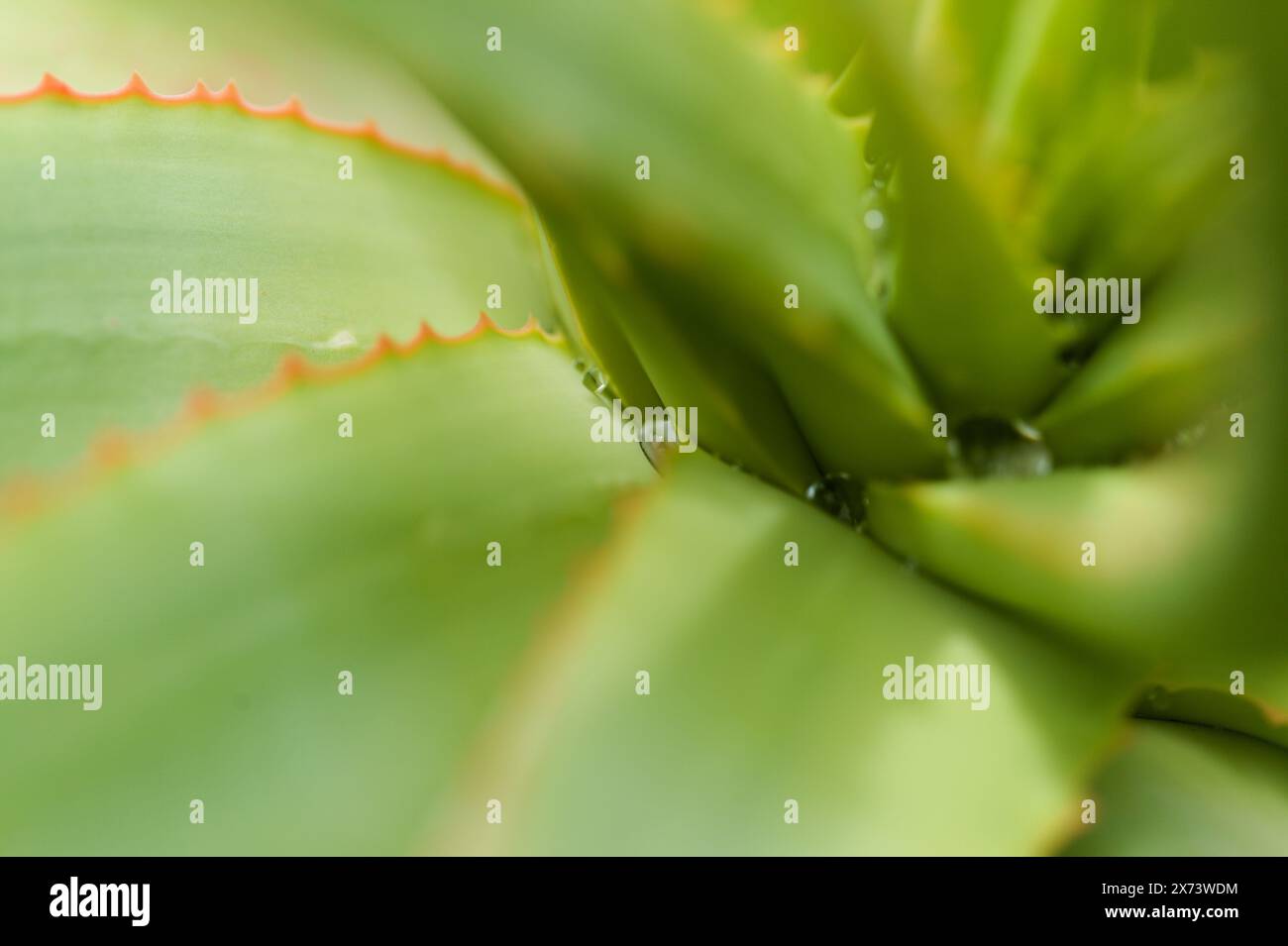 Aloe speciosa aka tilt-head aloe succulent leaves with red edges ...