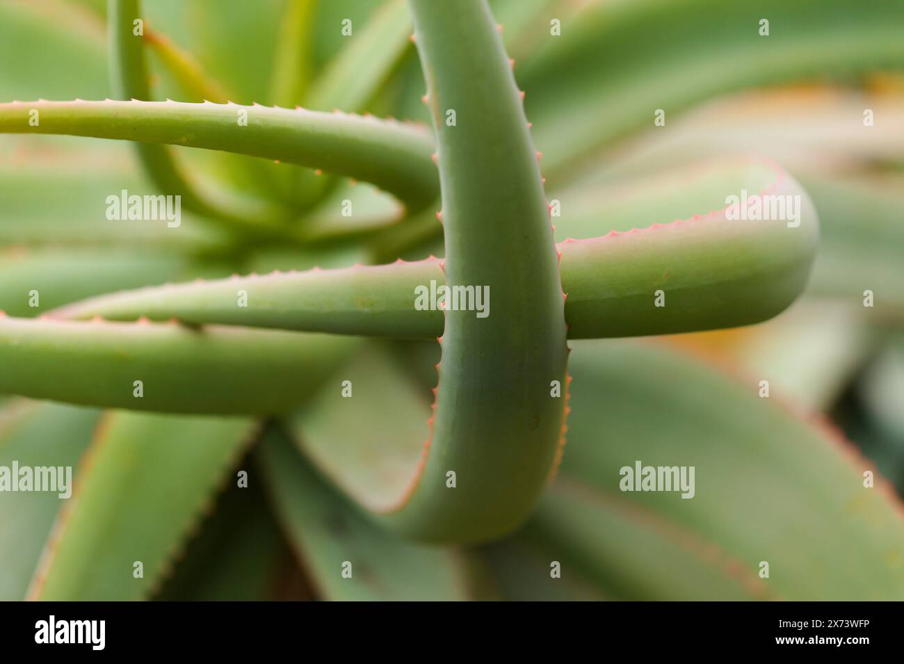Aloe speciosa aka tilt-head aloe succulent leaves with red edges ...