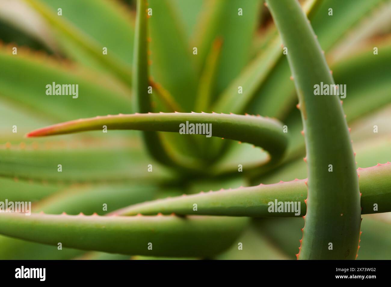 Aloe speciosa aka tilt-head aloe succulent leaves with red edges ...