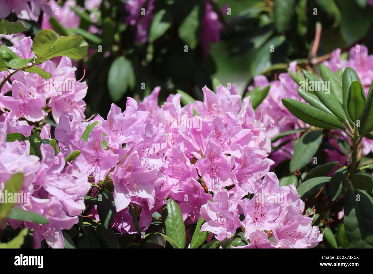 Typical spa park shrub hi-res stock photography and images - Alamy