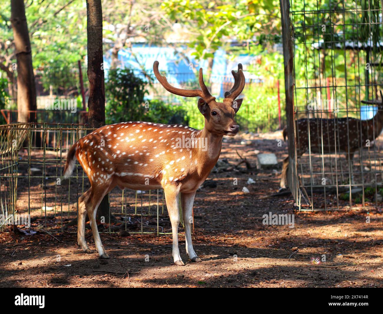 Deer feeding at zoo hi-res stock photography and images - Alamy