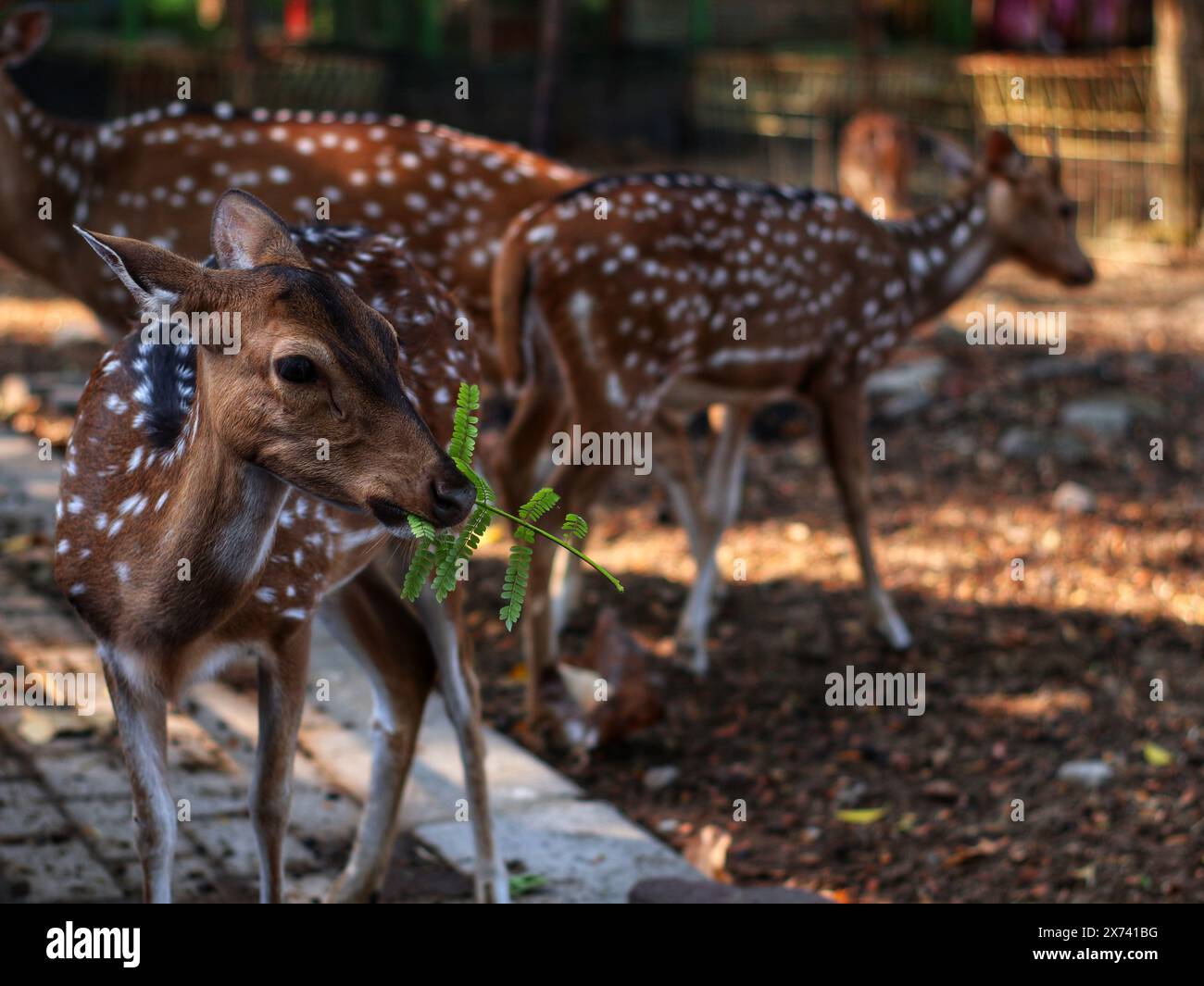 spotted deer in the zoo Stock Photo - Alamy