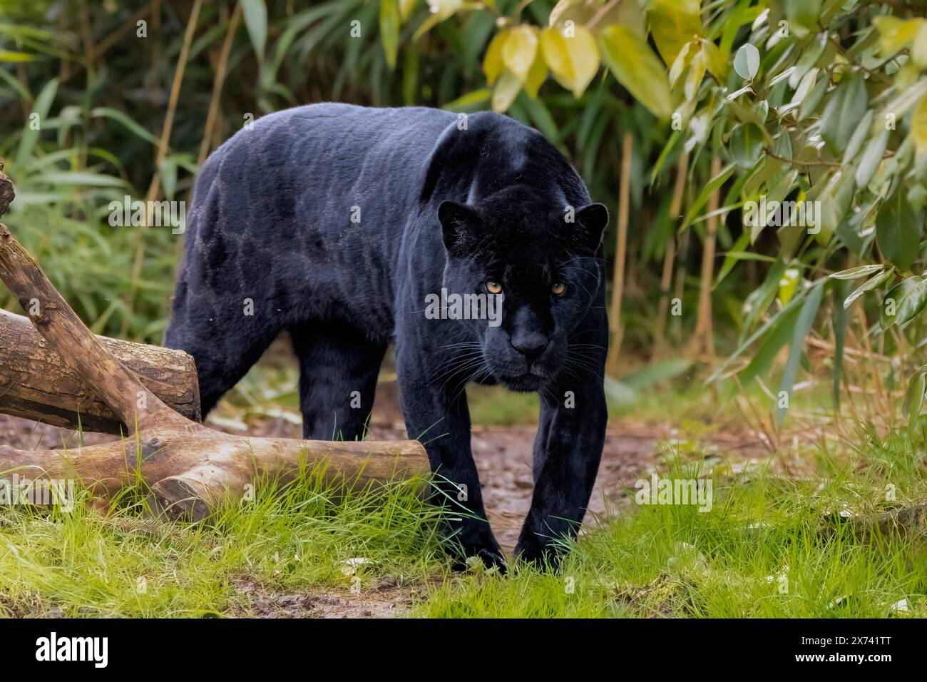 Jaguar animal black hi-res stock photography and images - Alamy