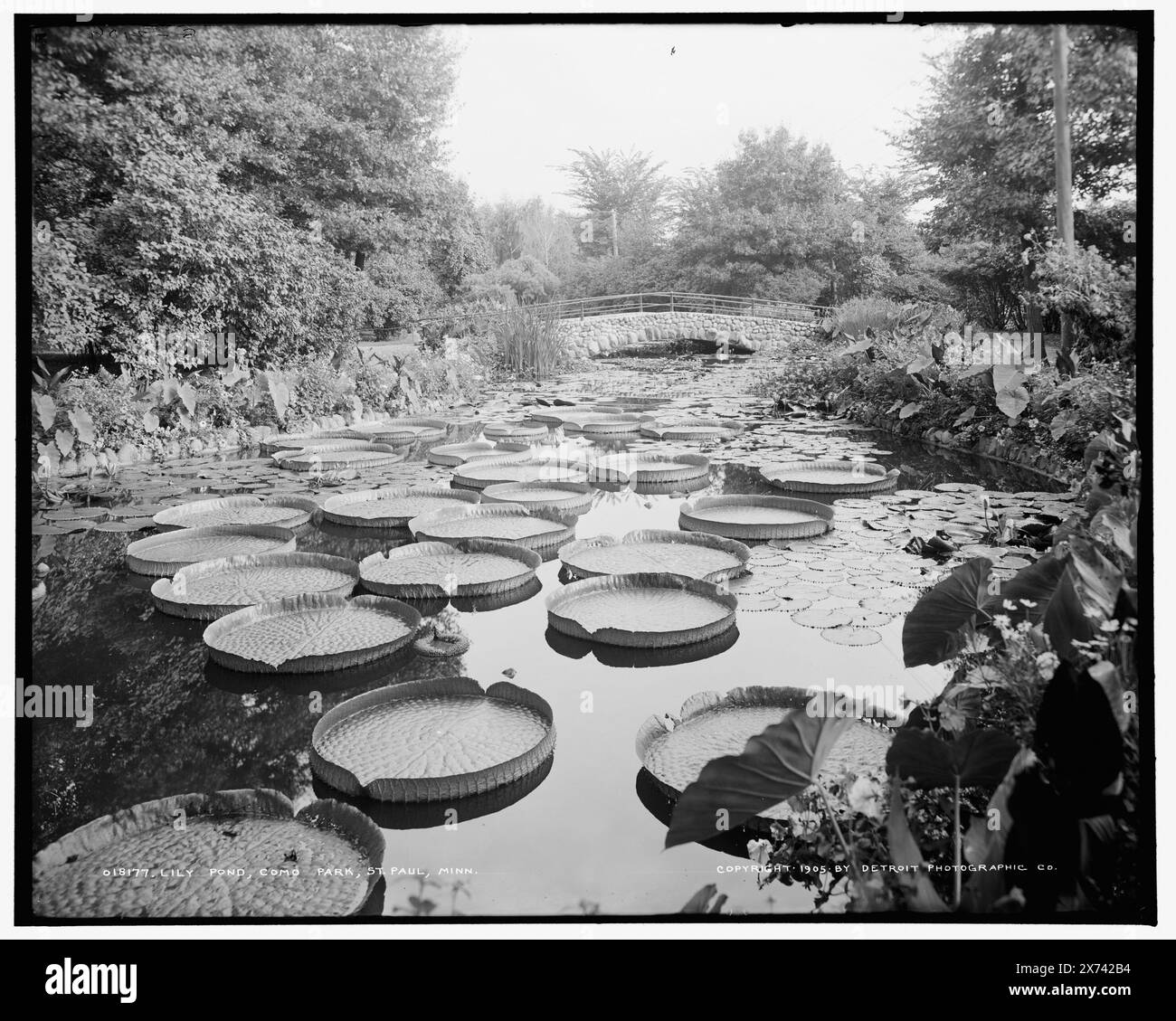 Lily pond, Como Park, St. Paul, Minn., "G 2106" on negative., Detroit ...