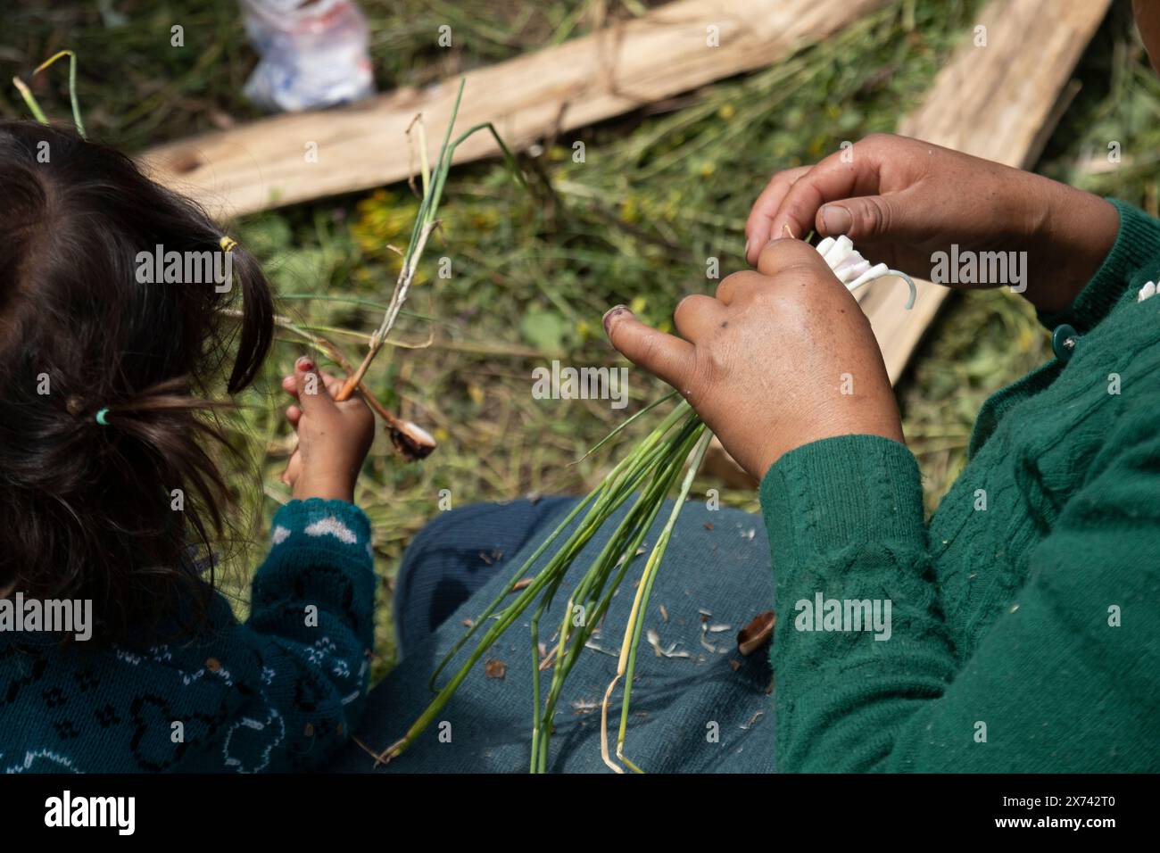 Hands of a Peruvian indigenous woman cleaning parsley branches to ...