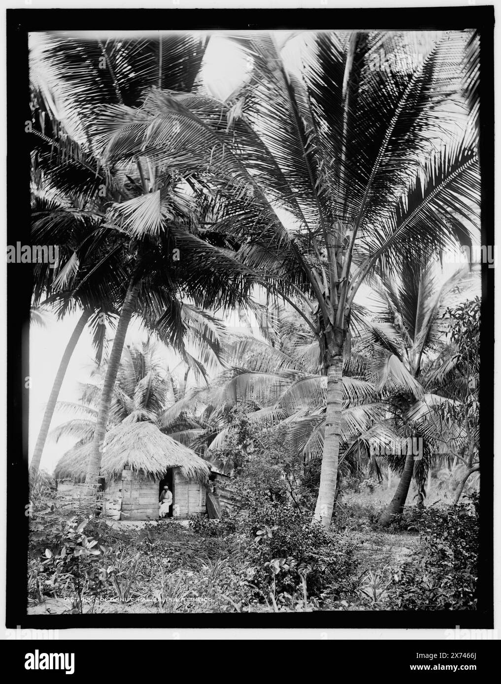 Cocoanut palms, Puerto Rico, Detroit Publishing Co. no. 016743., Gift ...