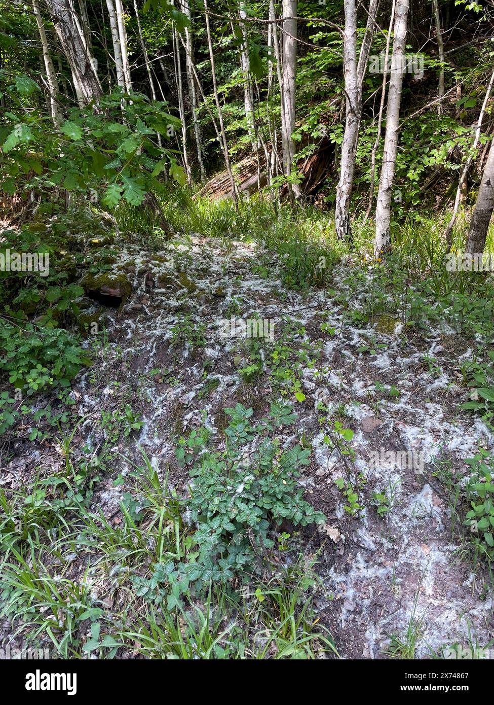 Flaum, Watte von Pappeln auf dem Waldboden im Frühjahr Stock Photo - Alamy