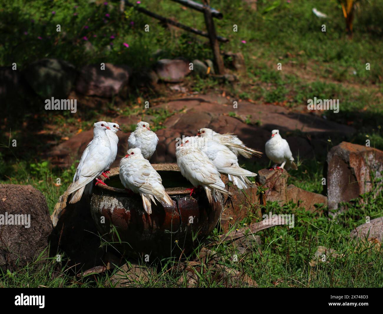 white doves gathered in the garden Stock Photo - Alamy