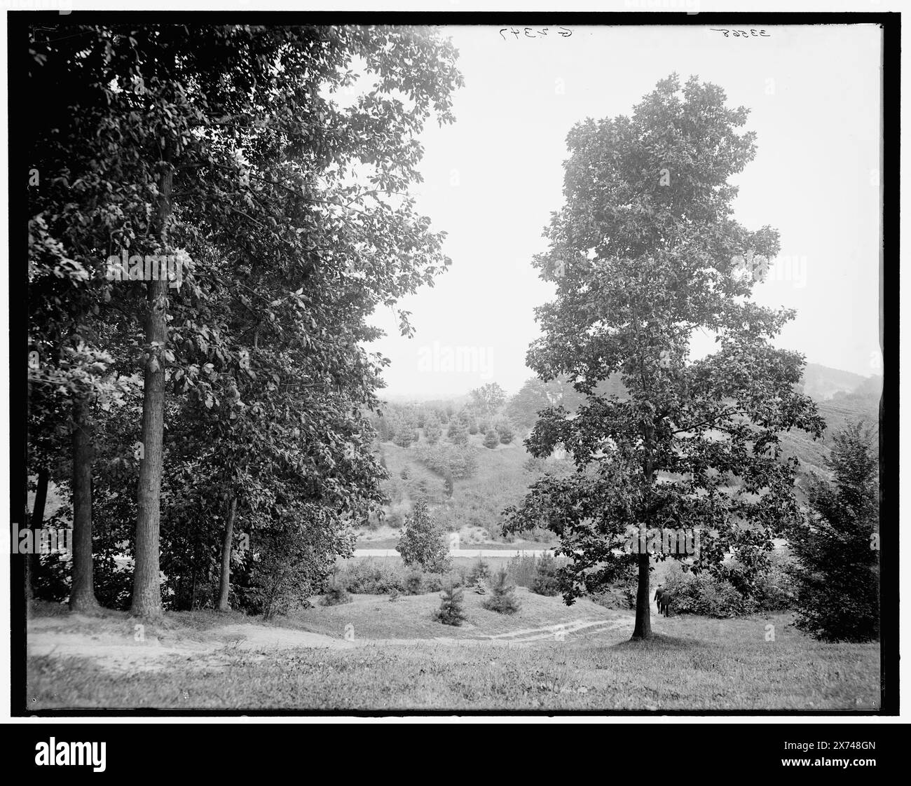 Tree in highland park Black and White Stock Photos & Images - Alamy
