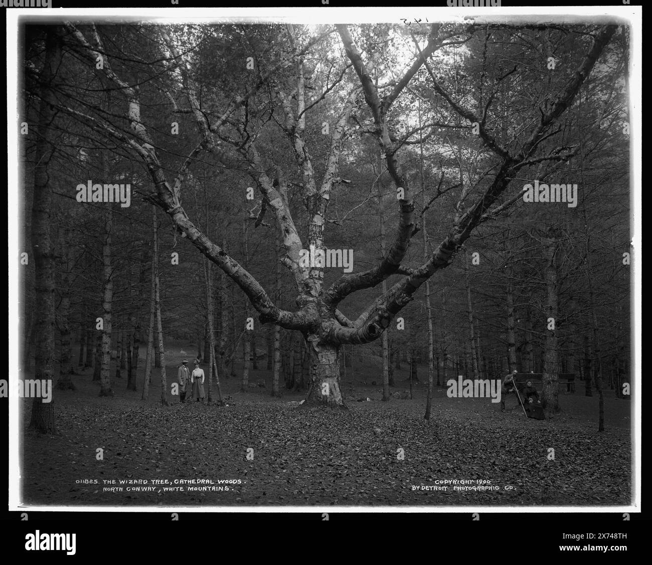 Wizard tree Black and White Stock Photos & Images - Alamy