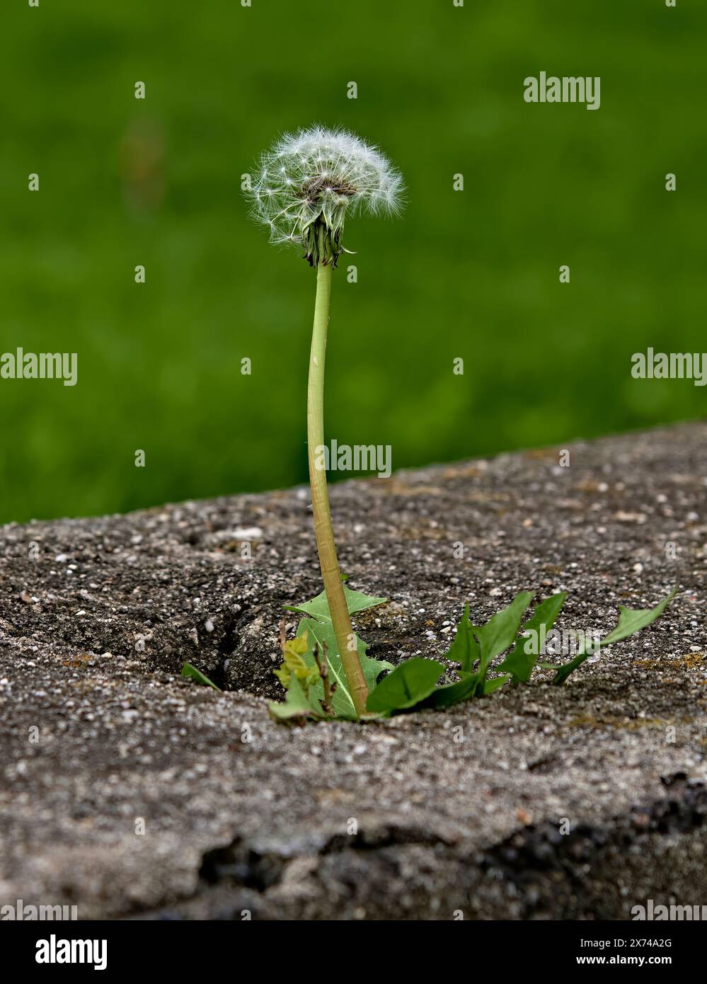 A single delicate Dandelion growing out of a wall Stock Photo - Alamy