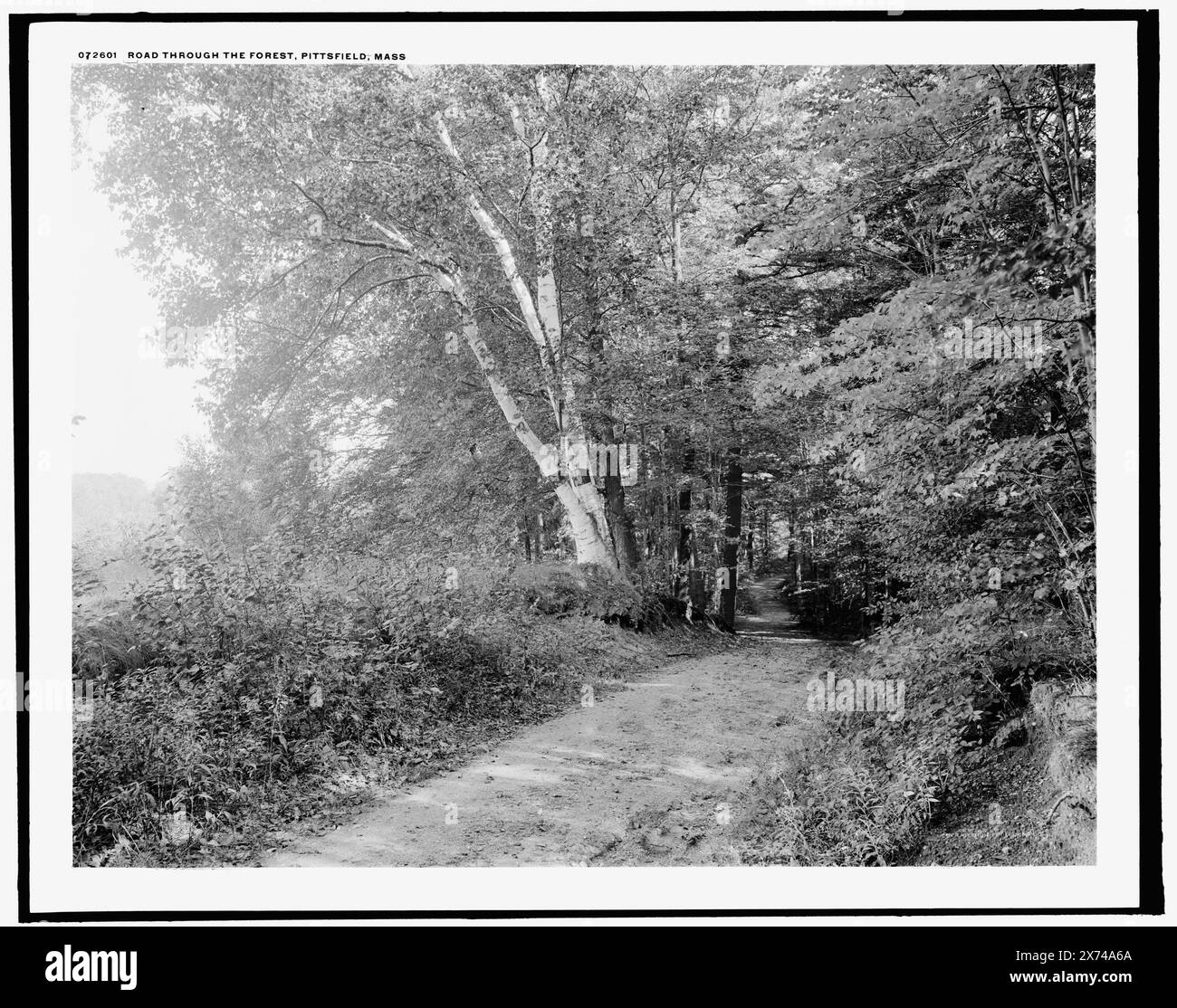 Through the forest Cut Out Stock Images & Pictures - Alamy