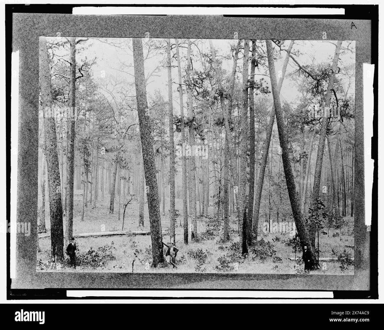 Forest pine trees on Black and White Stock Photos & Images - Alamy