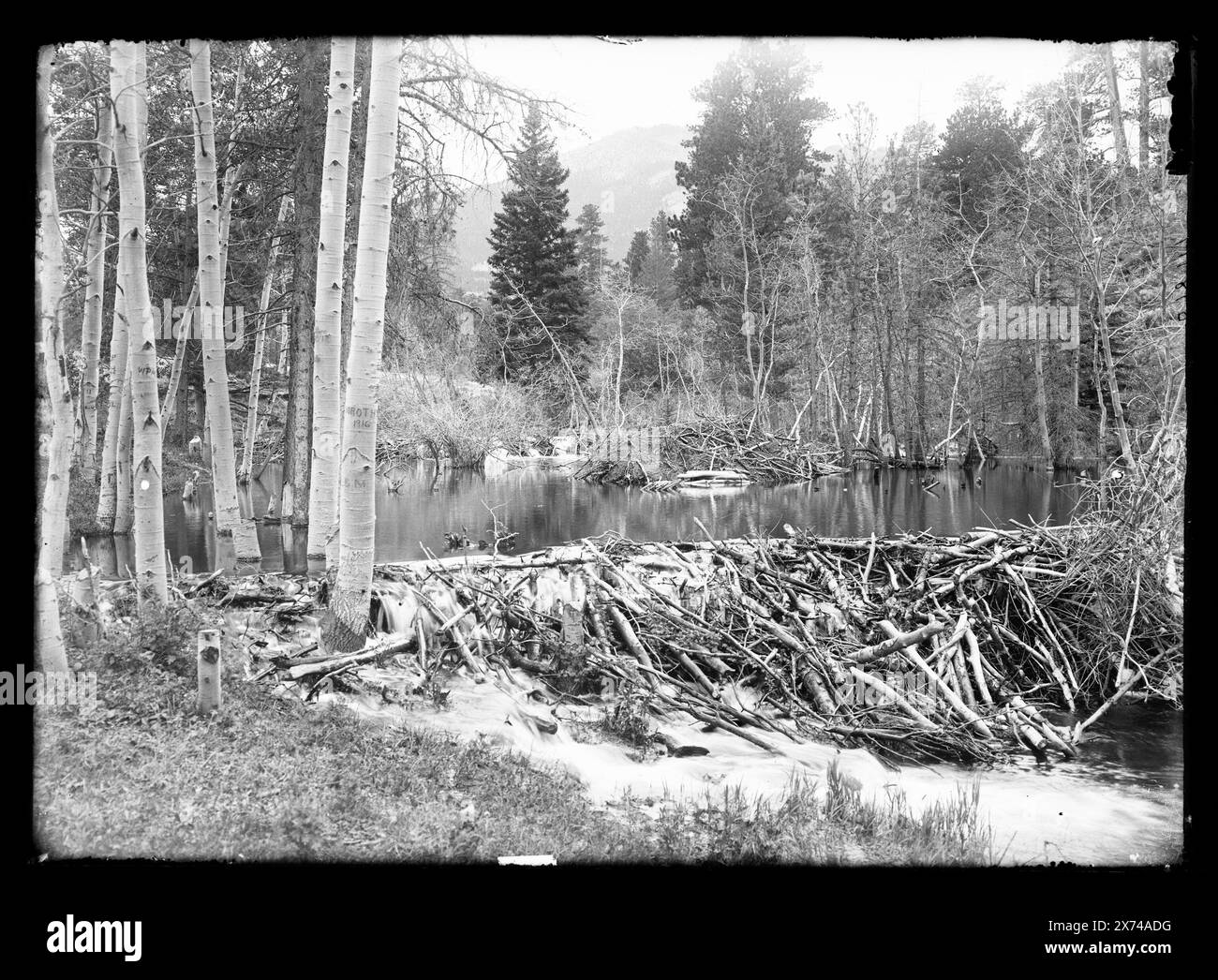 Dams ecosystem Black and White Stock Photos & Images - Alamy
