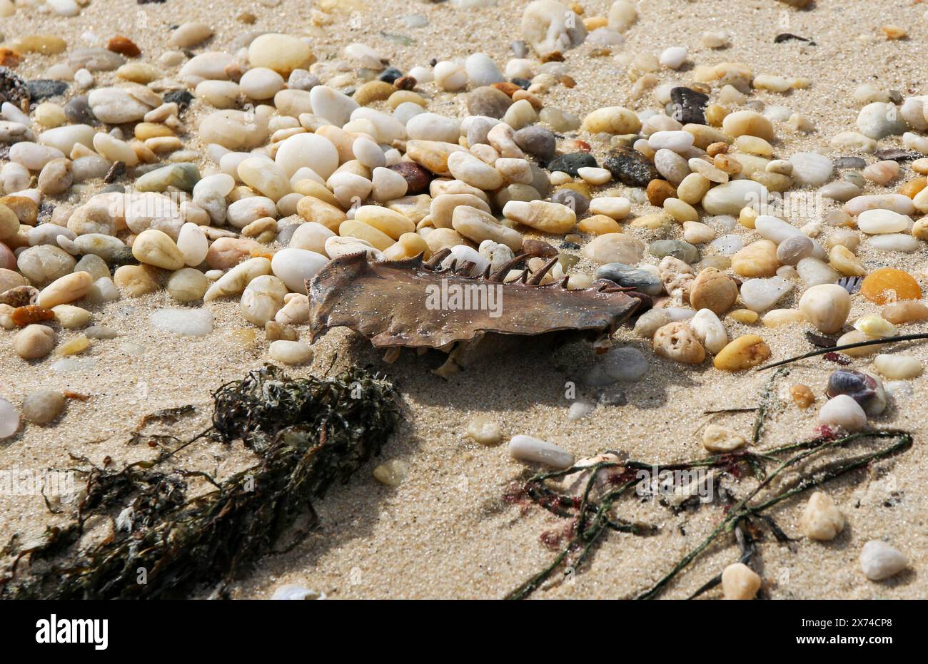 Seaweed washed up on the sandy beach, surrounded by rocks and a crab ...