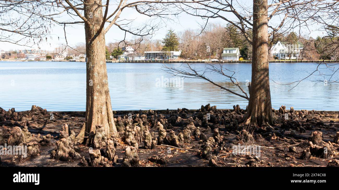 A body of water is seen surrounded by dense trees, with houses visible ...