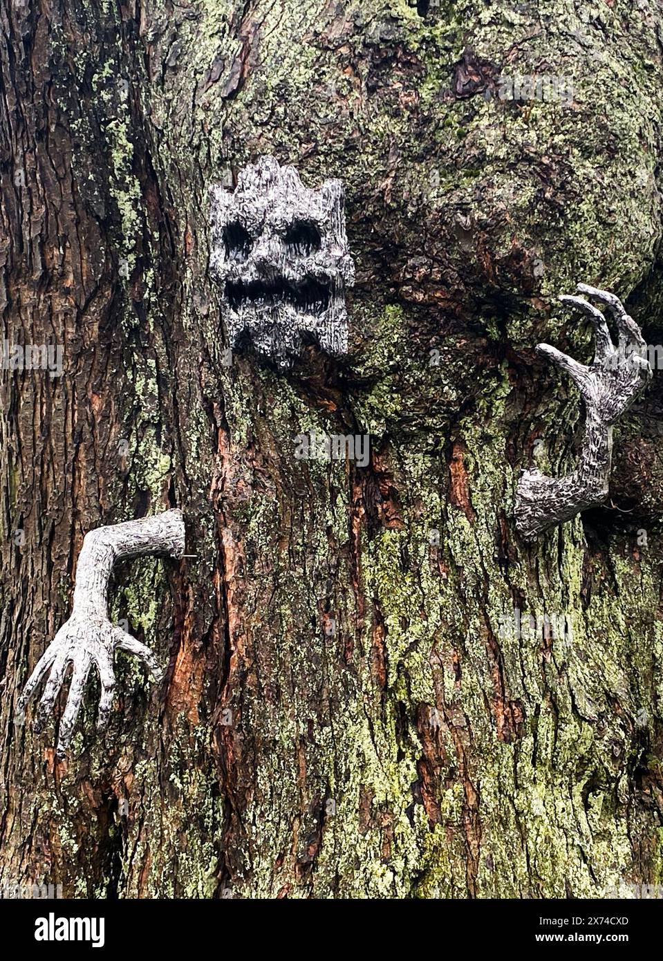 A tree with two distinct human faces carved into its trunk, creating a ...