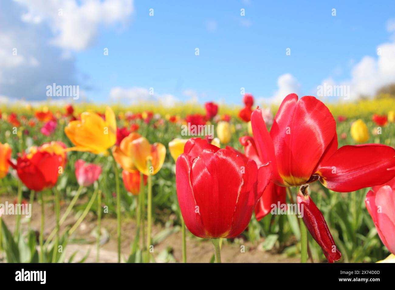 Pflanfenfeld hi-res stock photography and images - Alamy