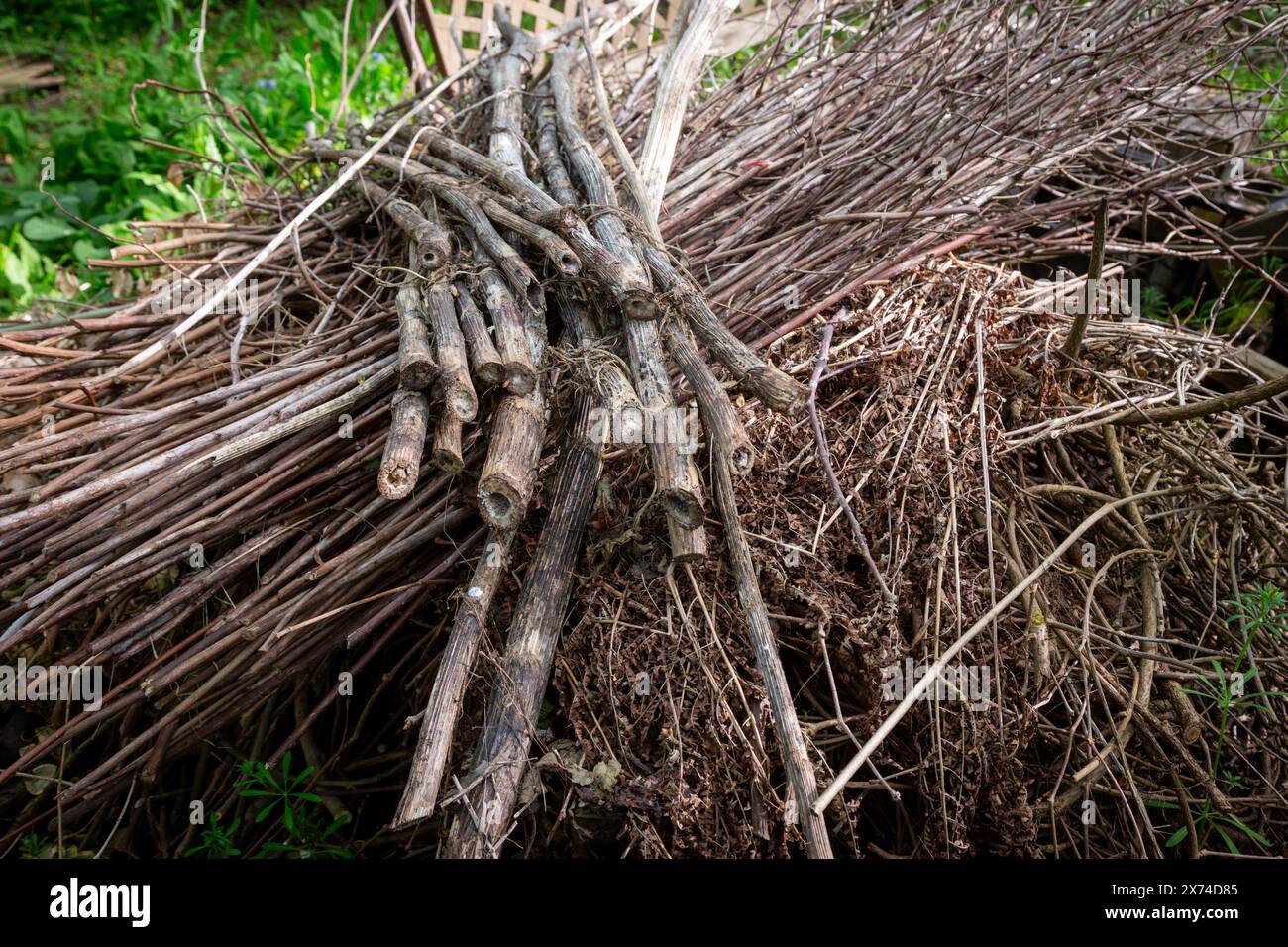 Untidy garden hi-res stock photography and images - Alamy
