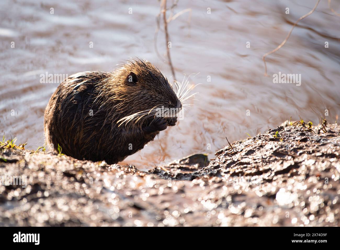 Nutria, coypu herbivorous, semiaquatic rodent member of the family ...