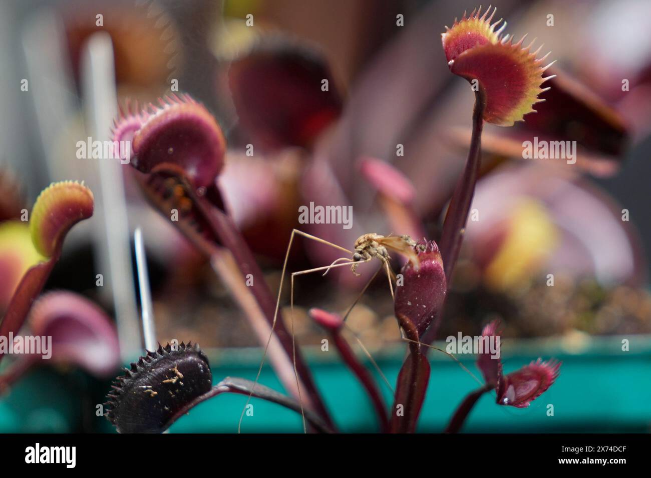 An insect is captured by a Venus flytrap at a carnivorous plants exhibit at the José Celestino ...