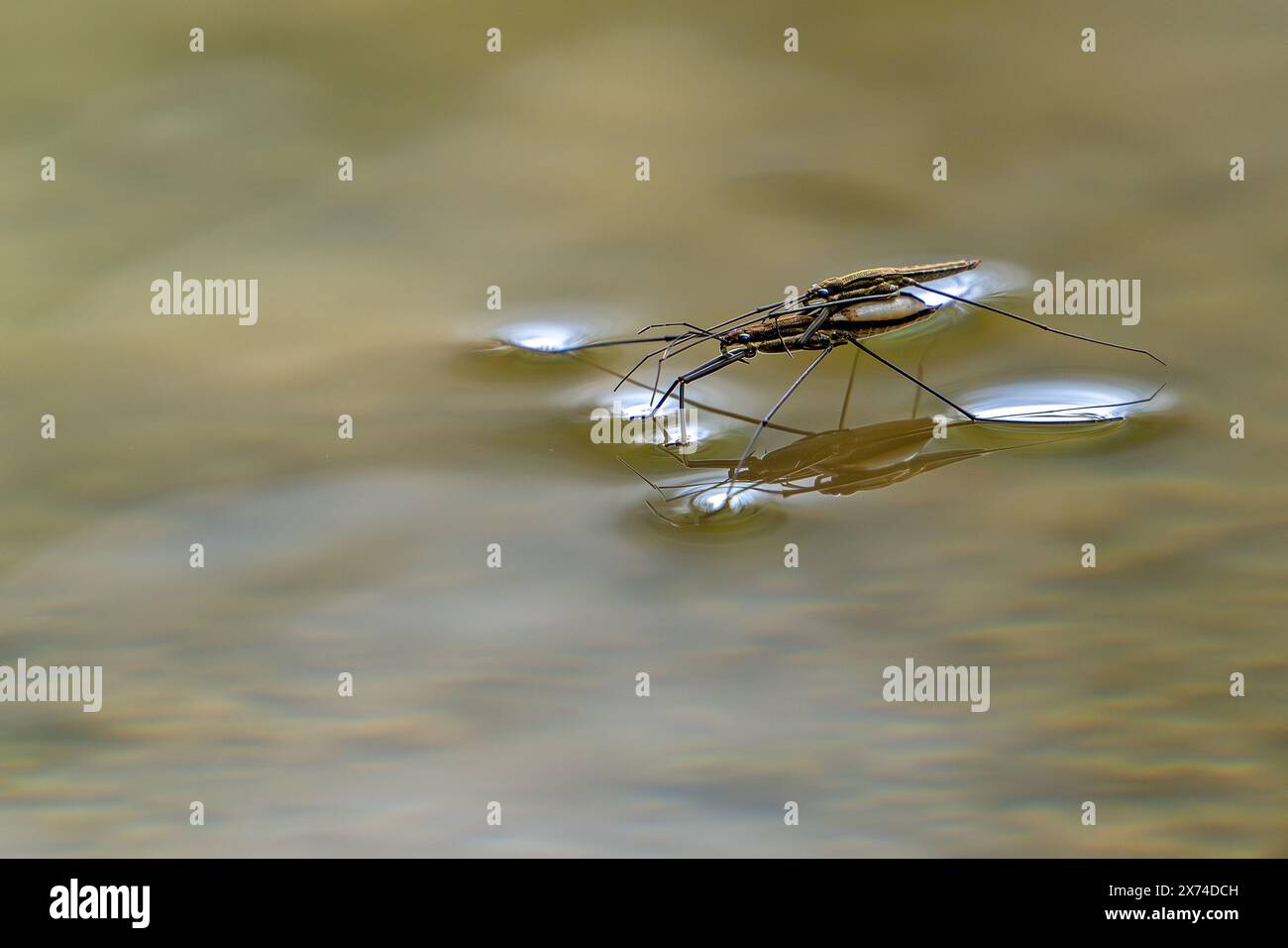 River skater (Aquarius najas / Gerris najas) couple, male paired with ...