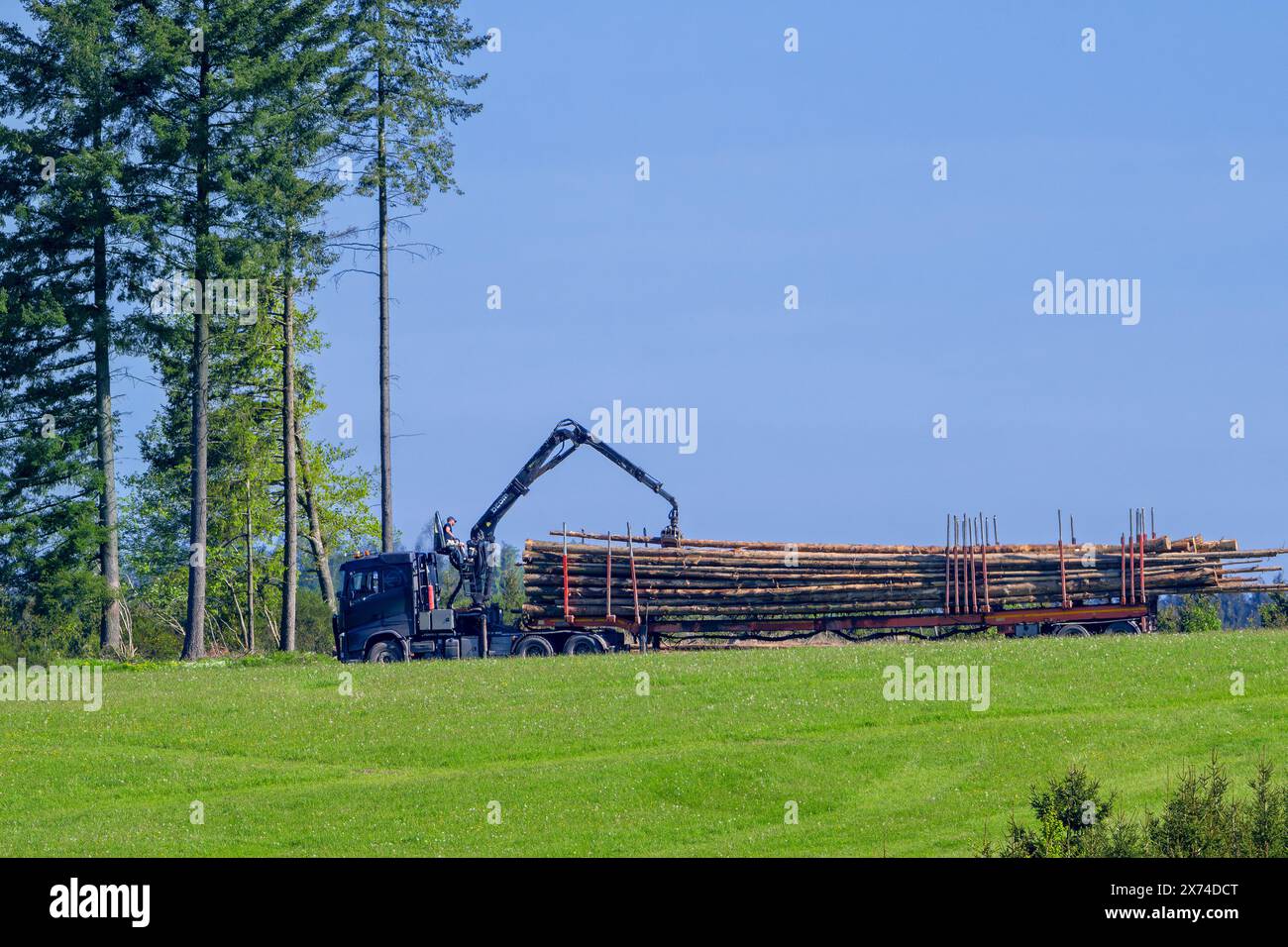 Forester loading felled tree trunks on logging truck with hydraulic ...