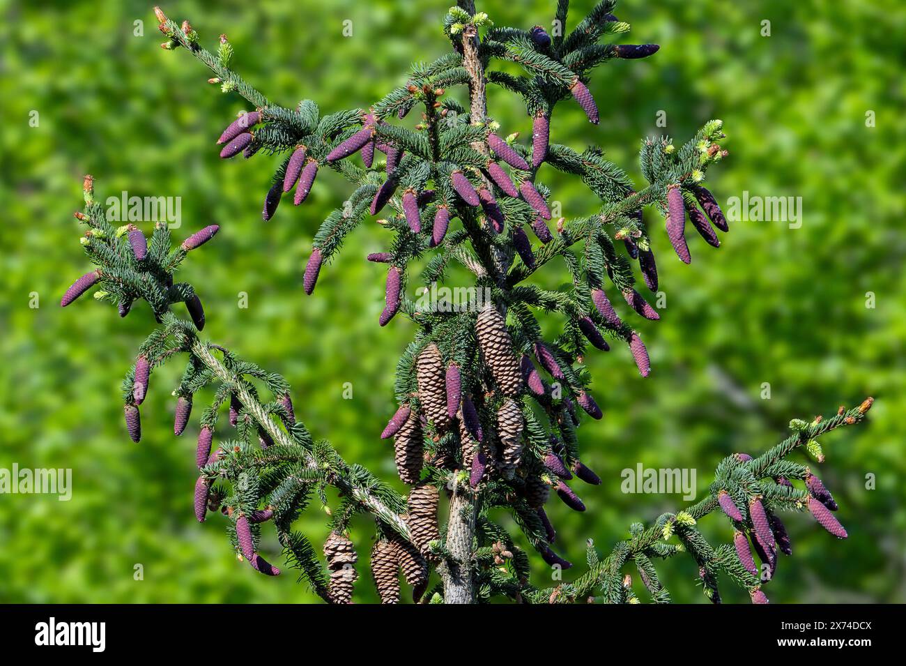 Norway spruce / European spruce (Picea abies) showing evergreen leaves and young red cones and ...