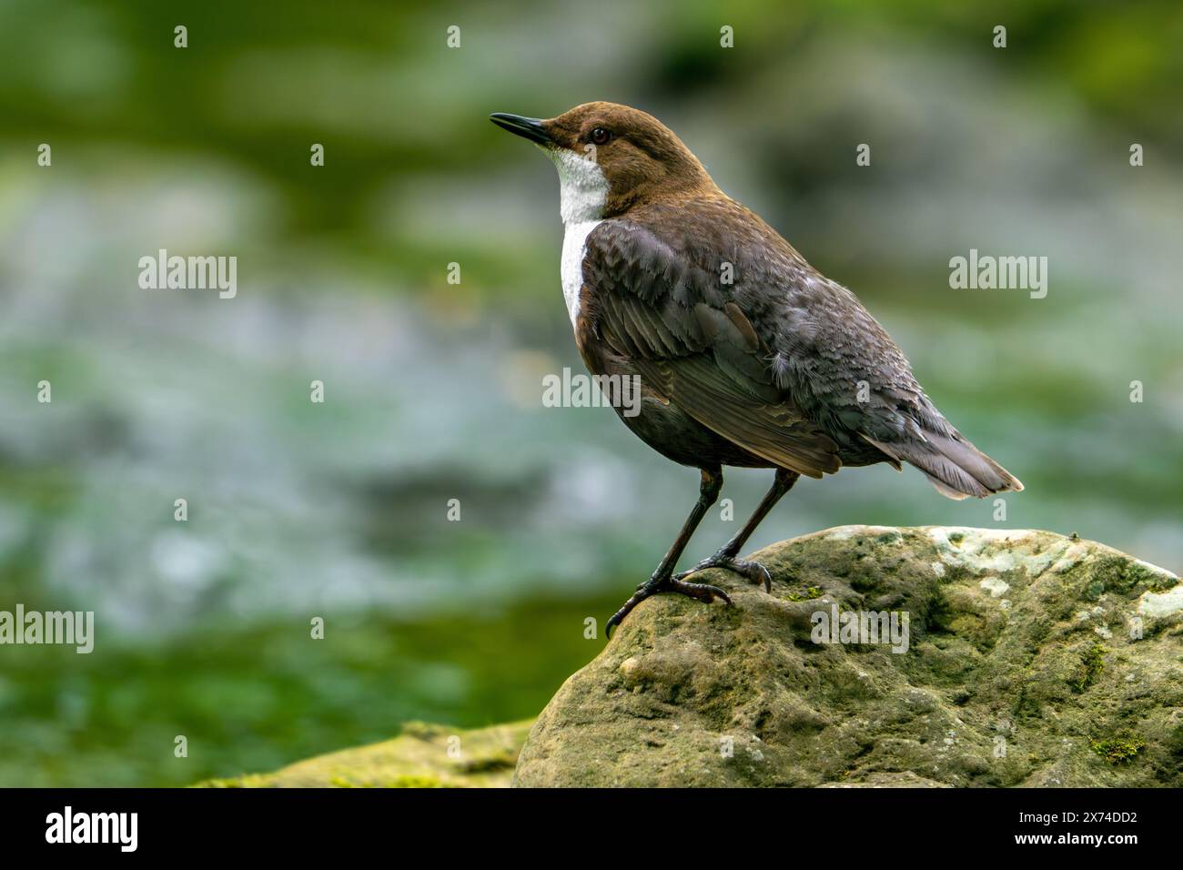 White-throated dipper / Central European dipper (Cinclus cinclus ...