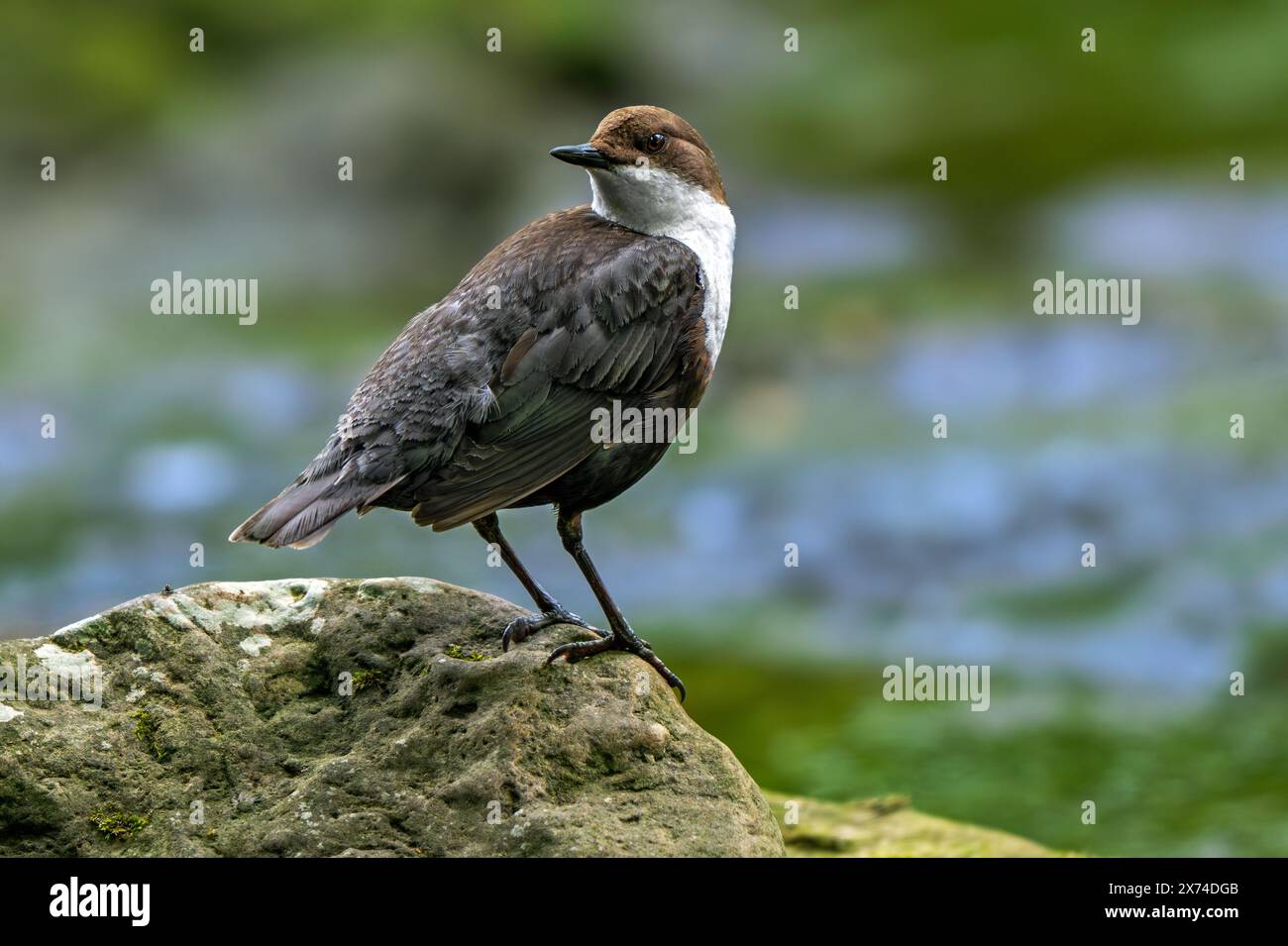 White-throated dipper / Central European dipper (Cinclus cinclus ...