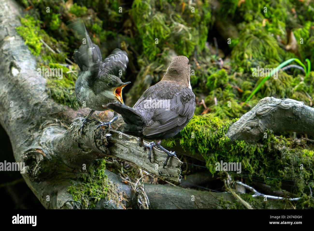 White-throated dipper / Central European dipper (Cinclus cinclus ...