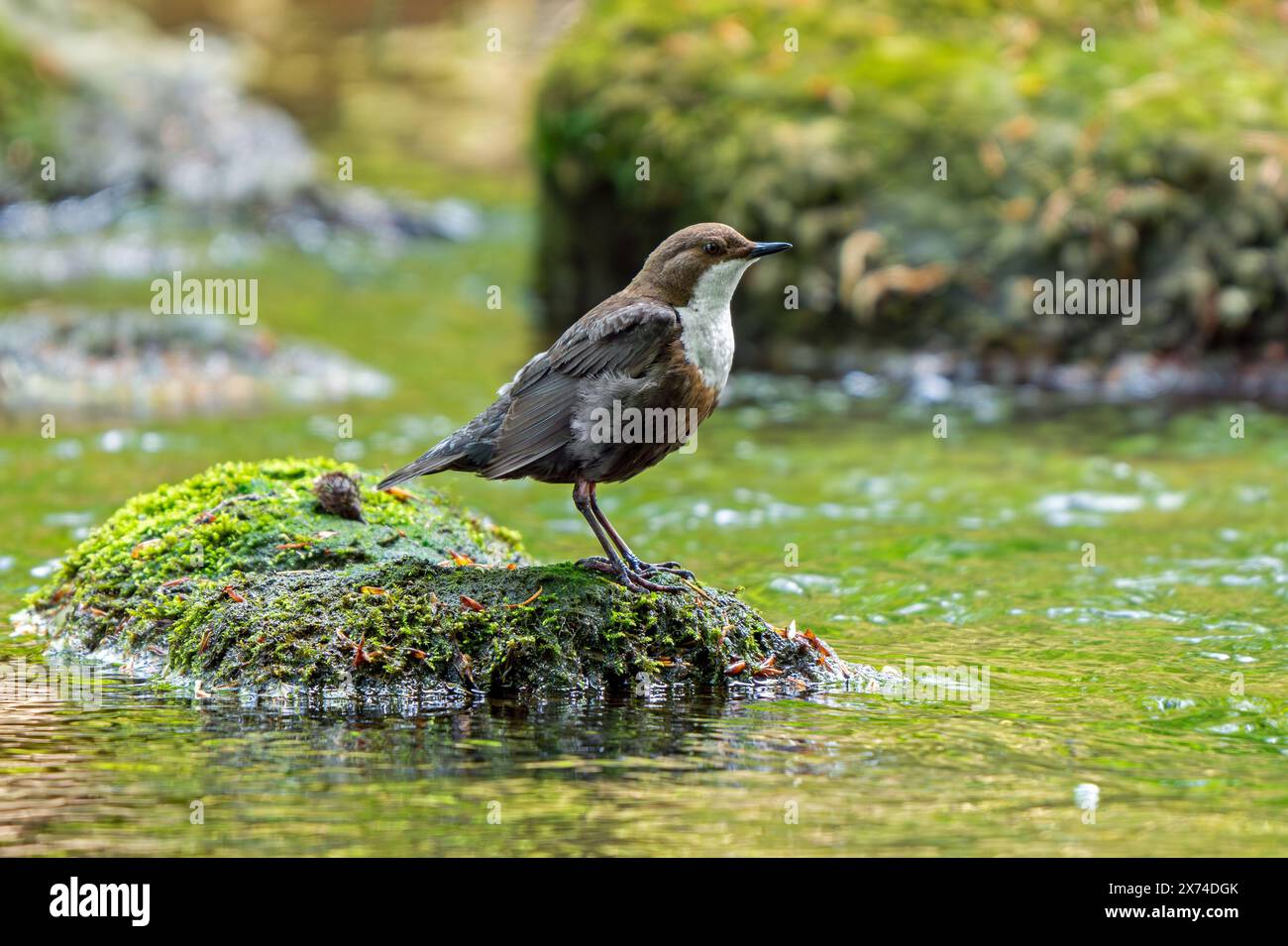 White-throated dipper / Central European dipper (Cinclus cinclus ...
