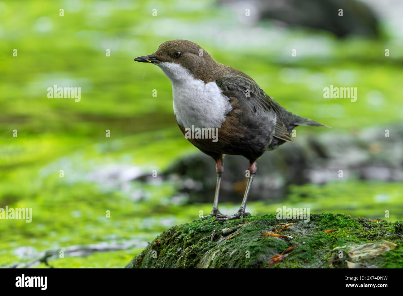 White-throated dipper / Central European dipper (Cinclus cinclus ...