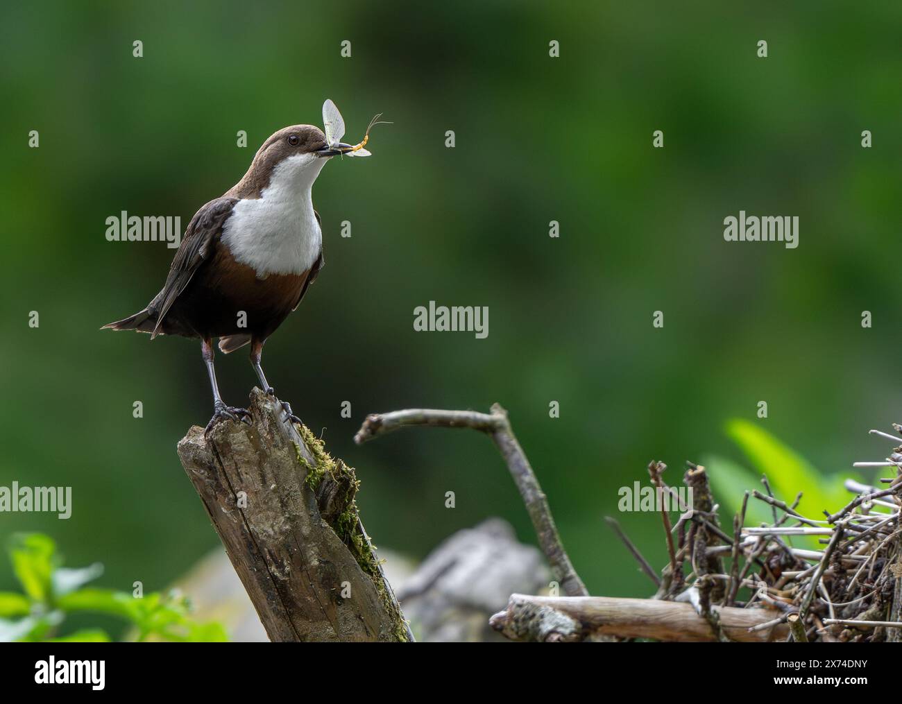 White-throated dipper / Central European dipper (Cinclus cinclus ...