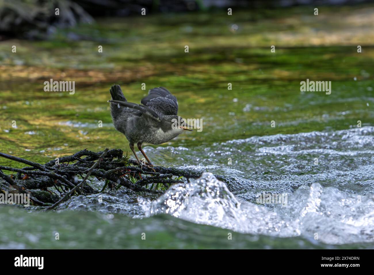 White-throated dipper / Central European dipper (Cinclus cinclus ...