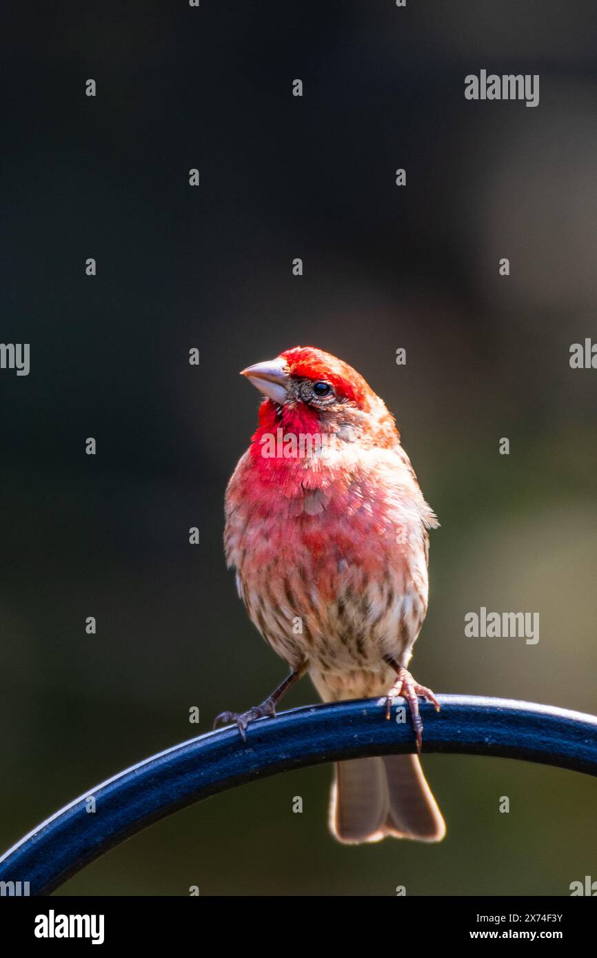 Adorable Wild House Finch Sitting in Backyard, Washington, USA Stock ...