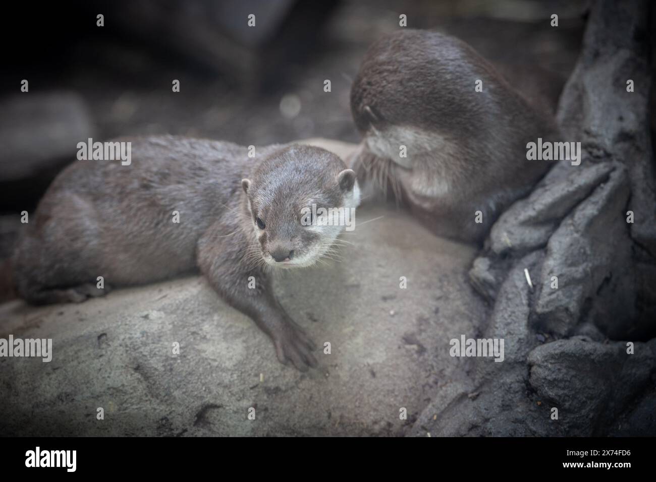 Otter cubs born hi-res stock photography and images - Alamy