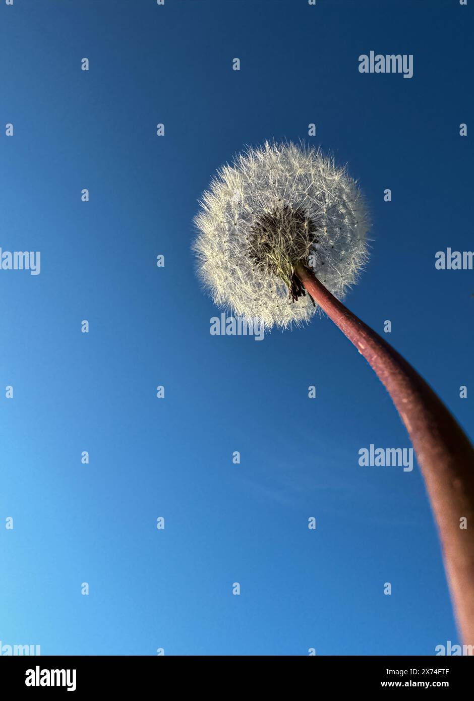 Dandelion clear blue sky, up view . High quality photo Stock Photo - Alamy