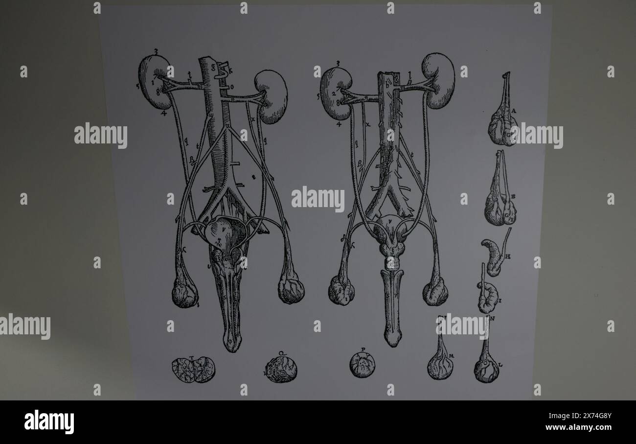 Real human bodies hi-res stock photography and images - Alamy