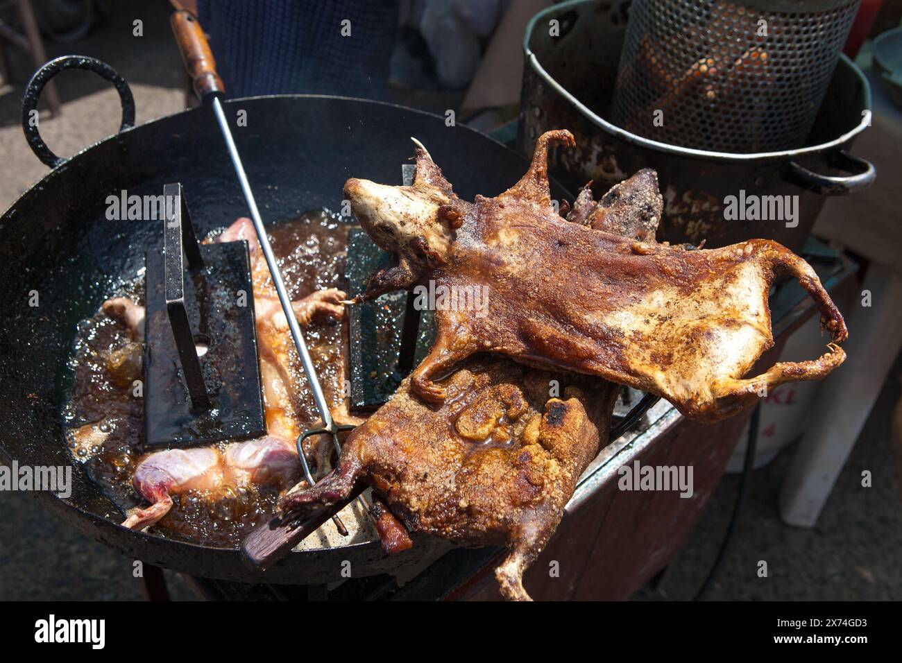 Fried cuy, guinea pig, or guinea pig, is a traditional food of the ...